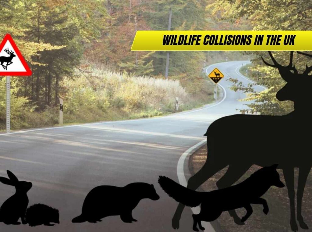 Wildlife Collisions in the UK: Who Pays for Deer, Fox and Animal Damage ...